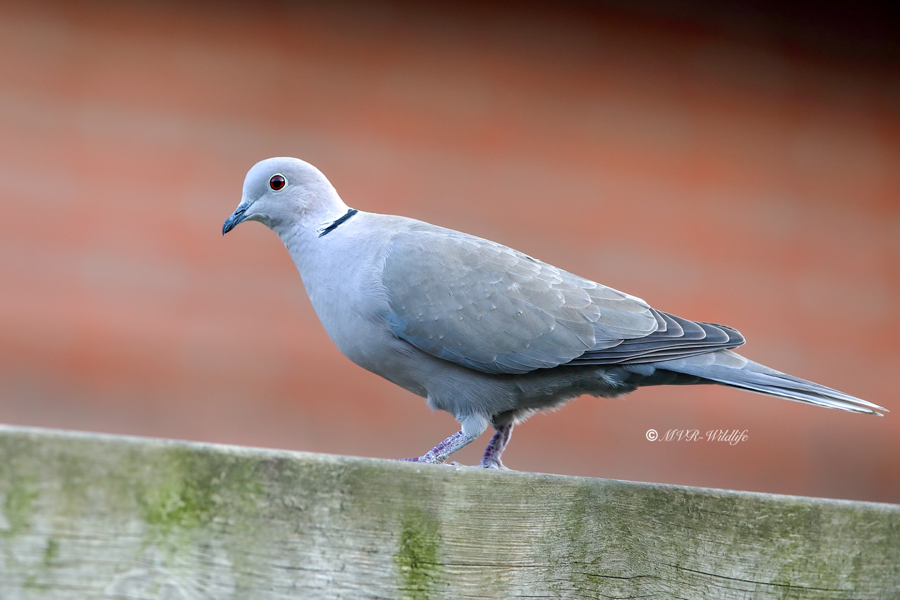 Turkse Tortel-Eurasian Collared Dove-Türkentaube-Tourterelle Turque ...